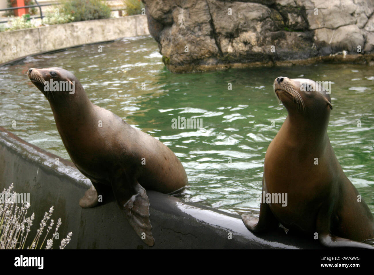 Trained seal hi-res stock photography and images - Alamy