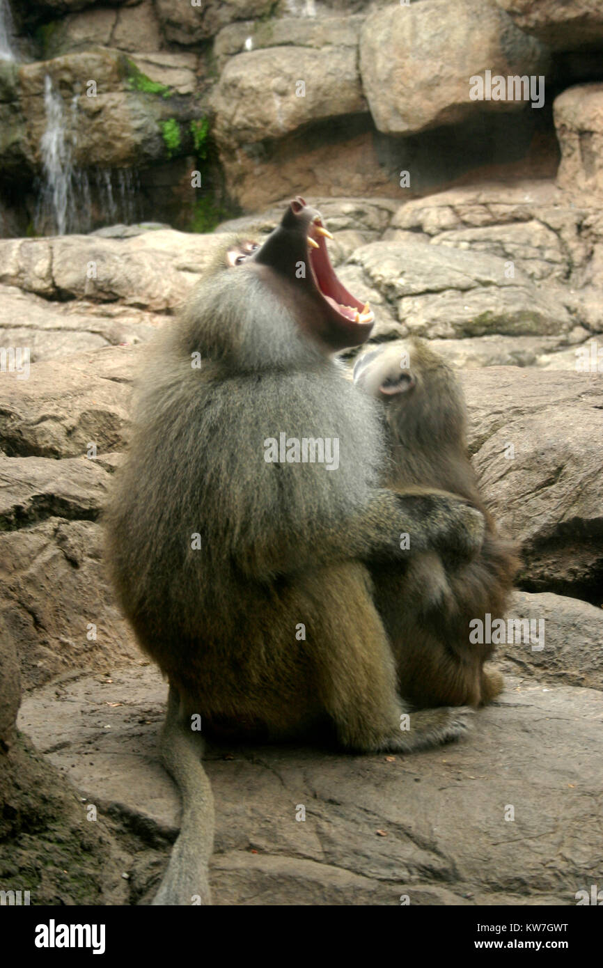 Baboons at the Zoo Stock Photo - Alamy