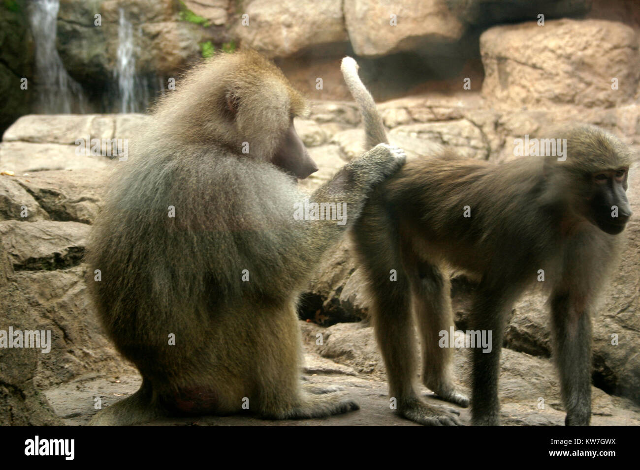 Baboons at the Zoo Stock Photo - Alamy