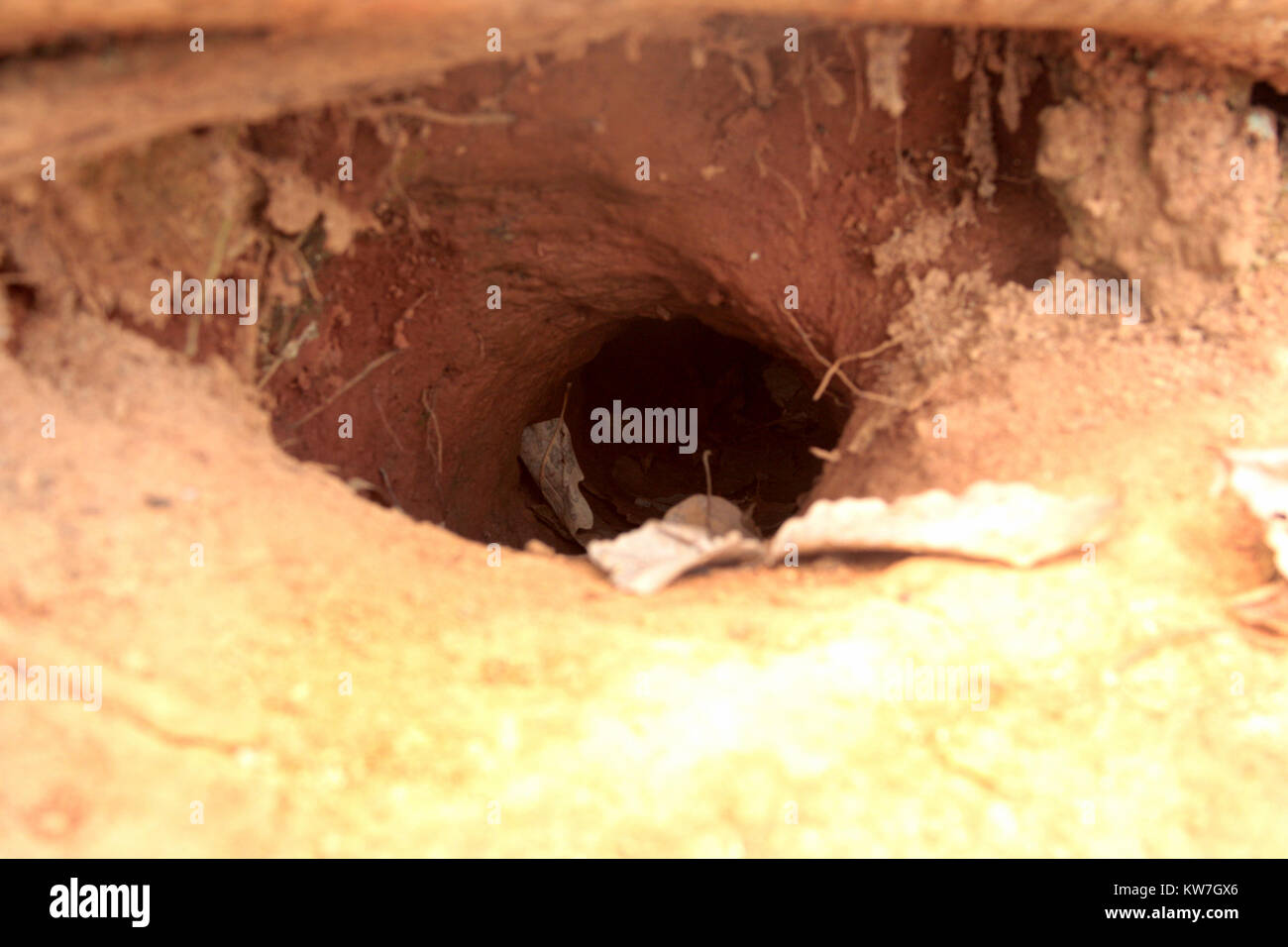 Groundhog Burrow High Resolution Stock Photography and Images - Alamy