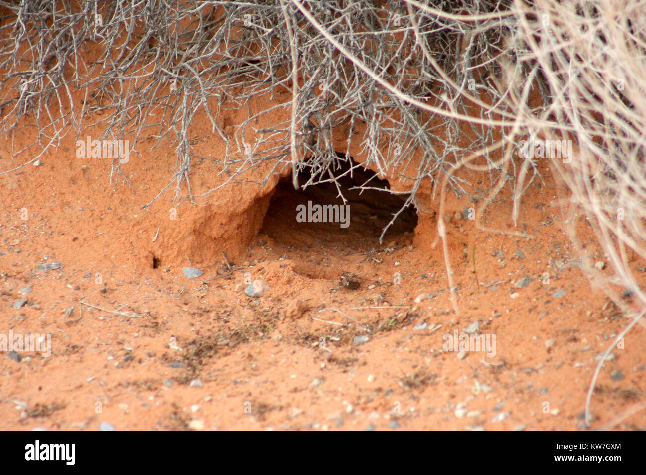 Groundhog burrow usa hi-res stock photography and images - Alamy