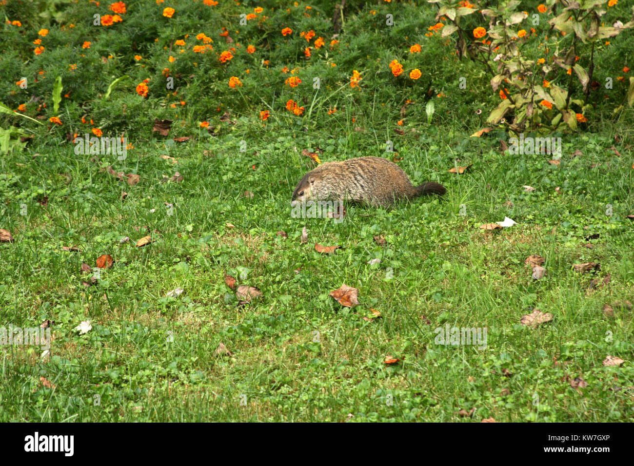 Close up groundhog hi-res stock photography and images - Alamy