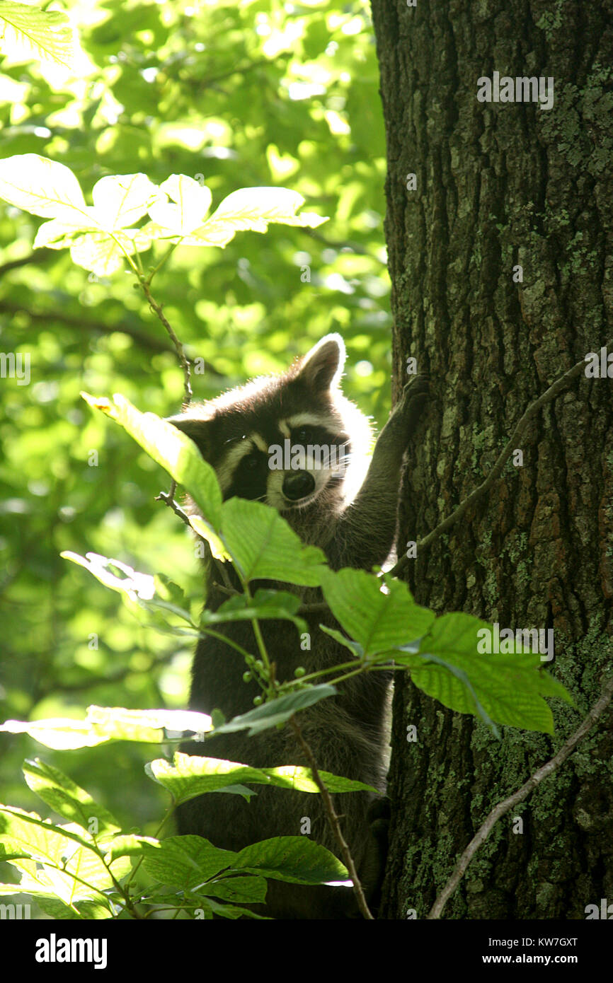 Racoon climbing tree Stock Photo - Alamy