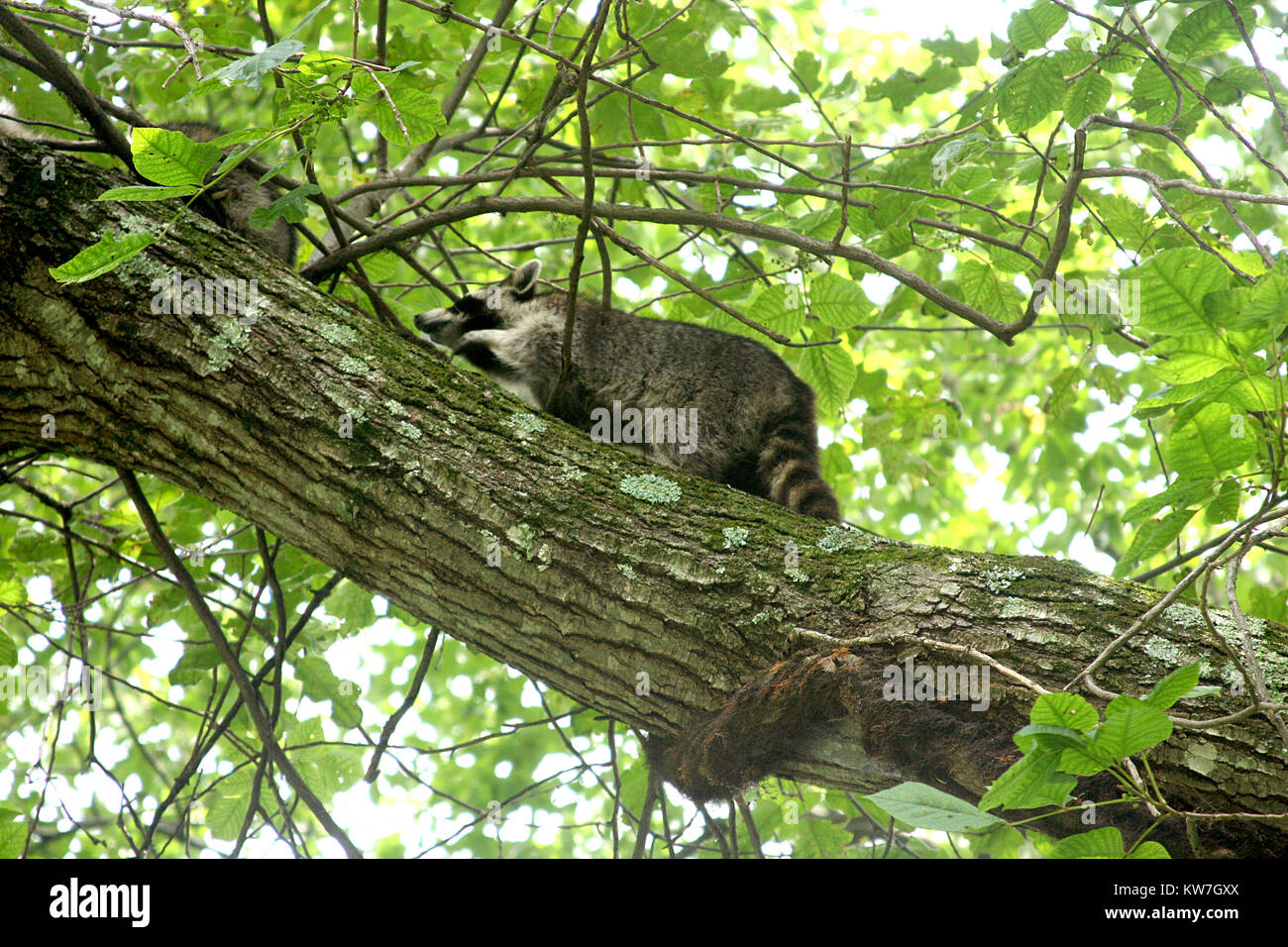 Racoon climbing tree Stock Photo - Alamy
