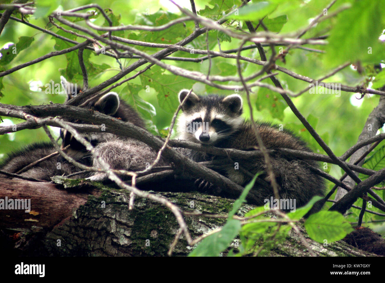Raccoon's kits in the tree Stock Photo - Alamy
