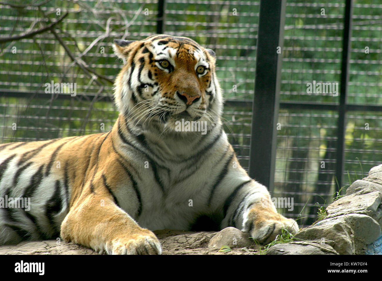 Tiger at the ZOO Stock Photo - Alamy