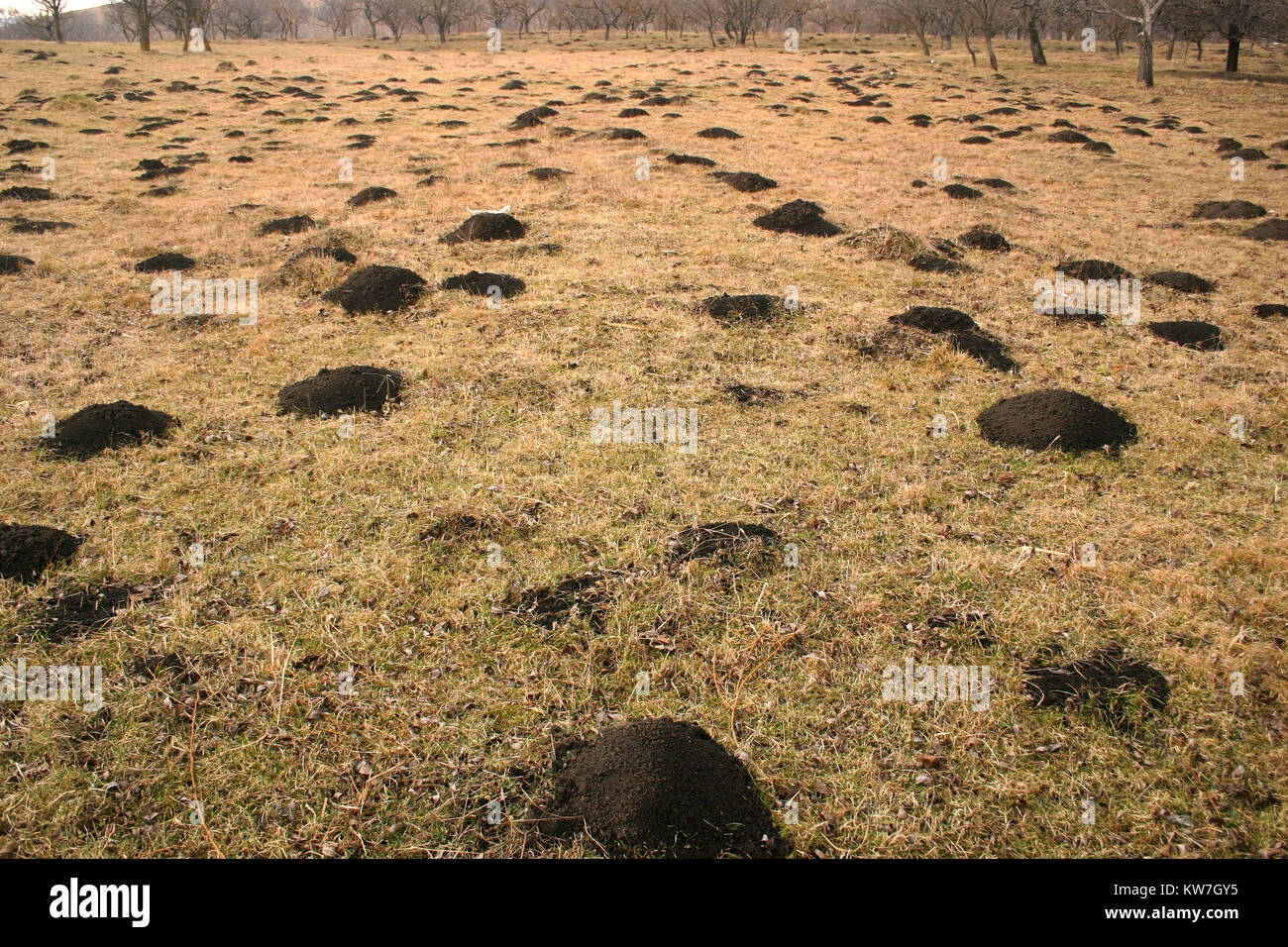 Mole tunnels hi-res stock photography and images - Alamy