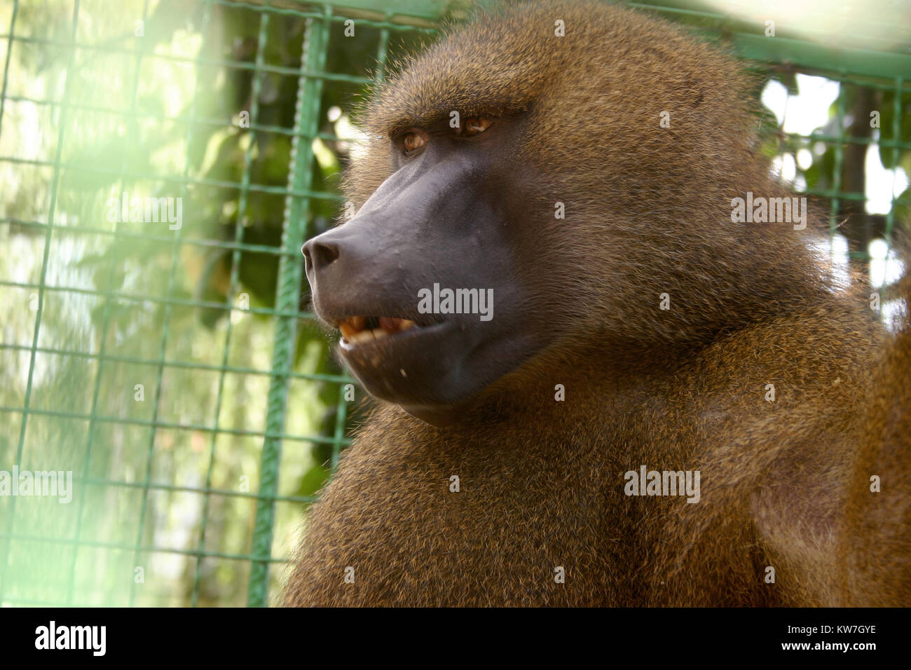 Close-up of baboon's head (in captivity Stock Photo - Alamy