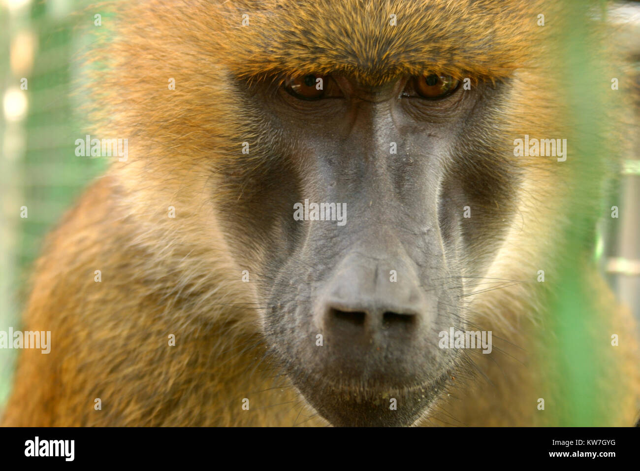 Baboon in zoo enclosure hi-res stock photography and images - Alamy
