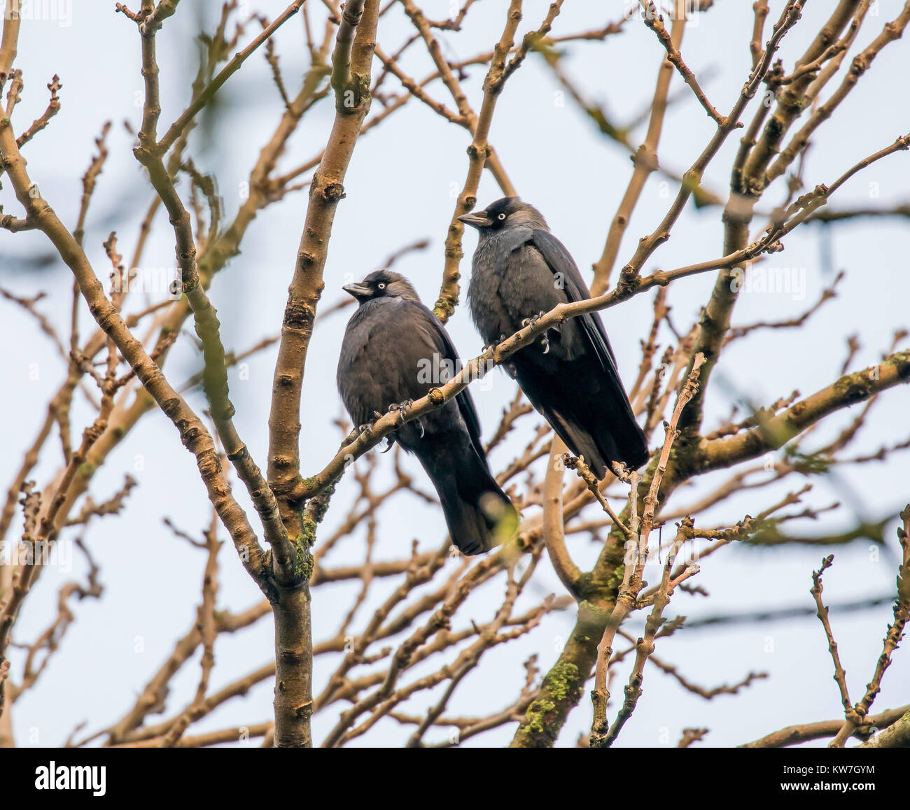 Gavin crow hi-res stock photography and images - Alamy