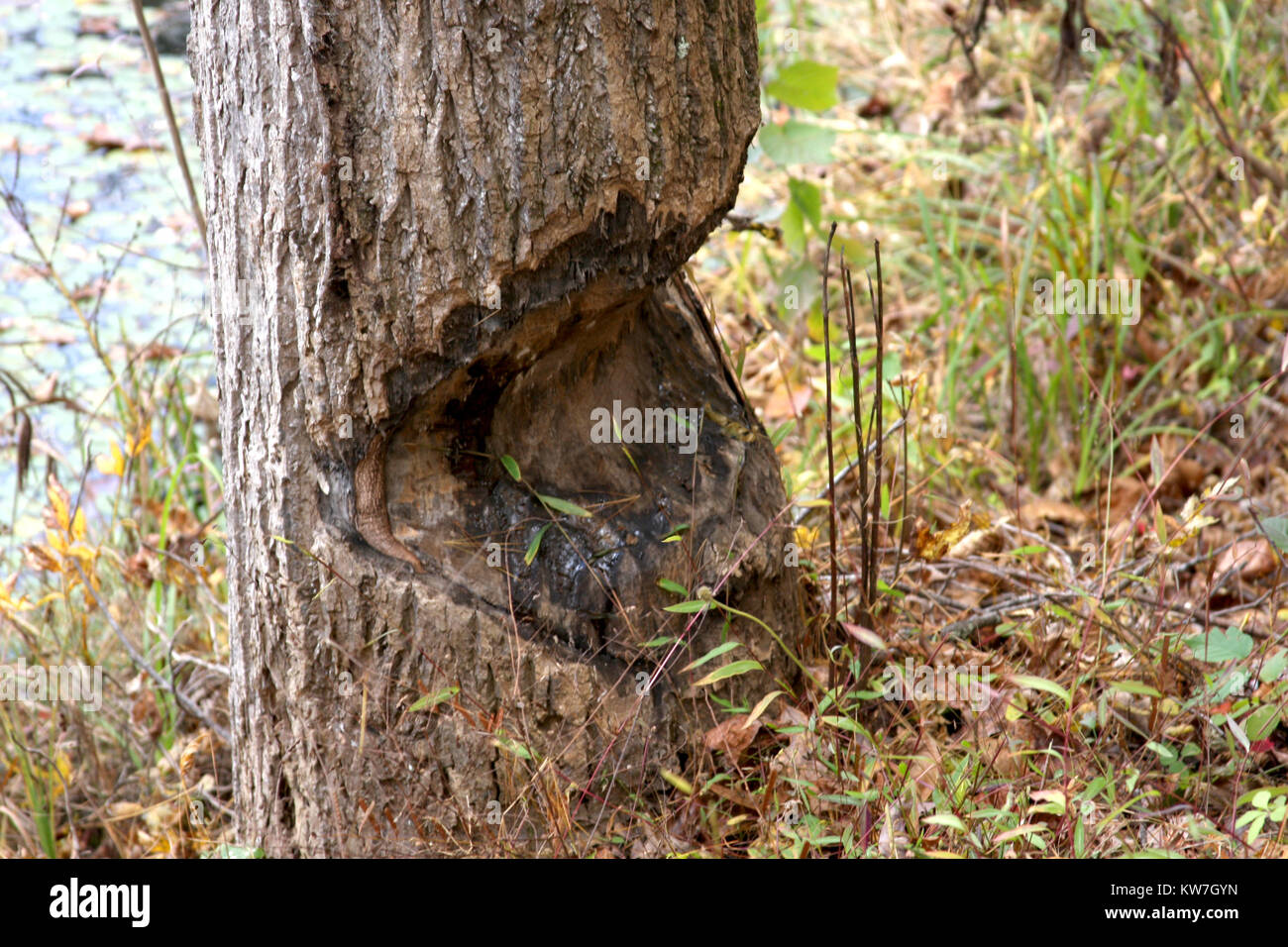 Trunk and teeth hi-res stock photography and images - Alamy