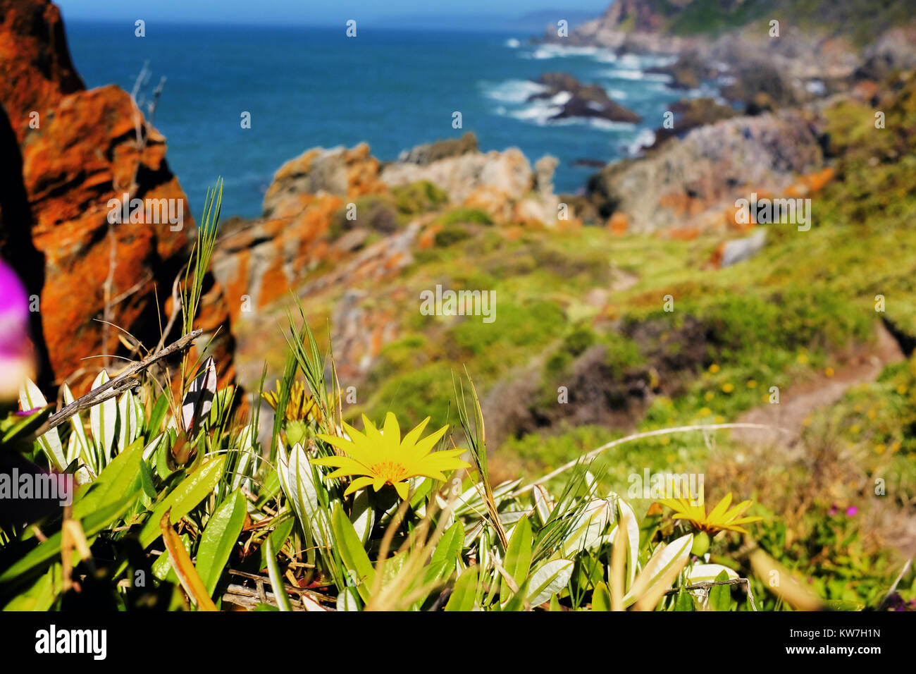 Scenery along the Otter Trail hike on the Garden Route in South Africa ...