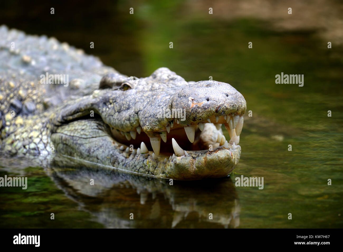 Crocodile in river. National park of Africa Stock Photo - Alamy