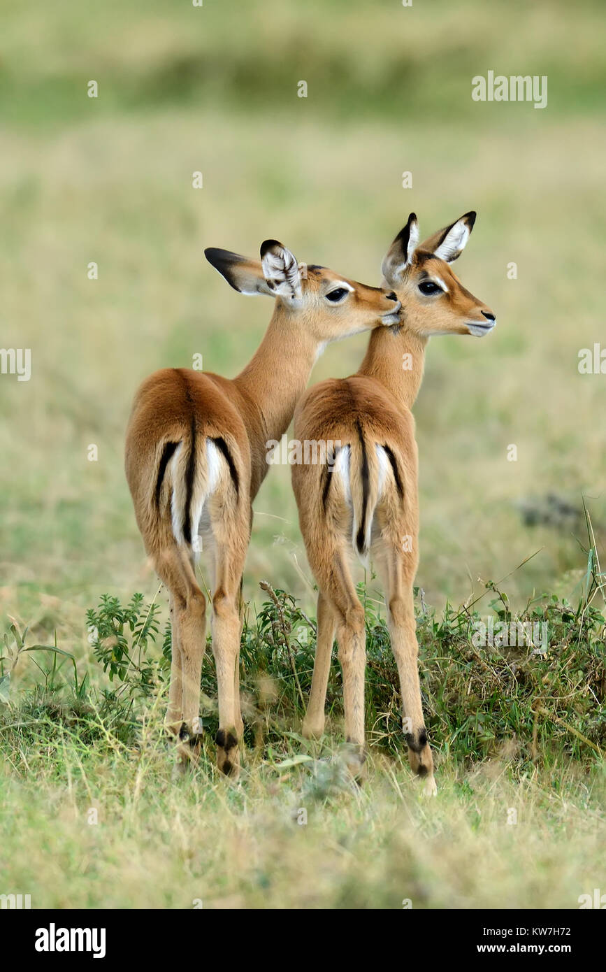 Impala on savanna in National park of Africa, Kenya Stock Photo - Alamy