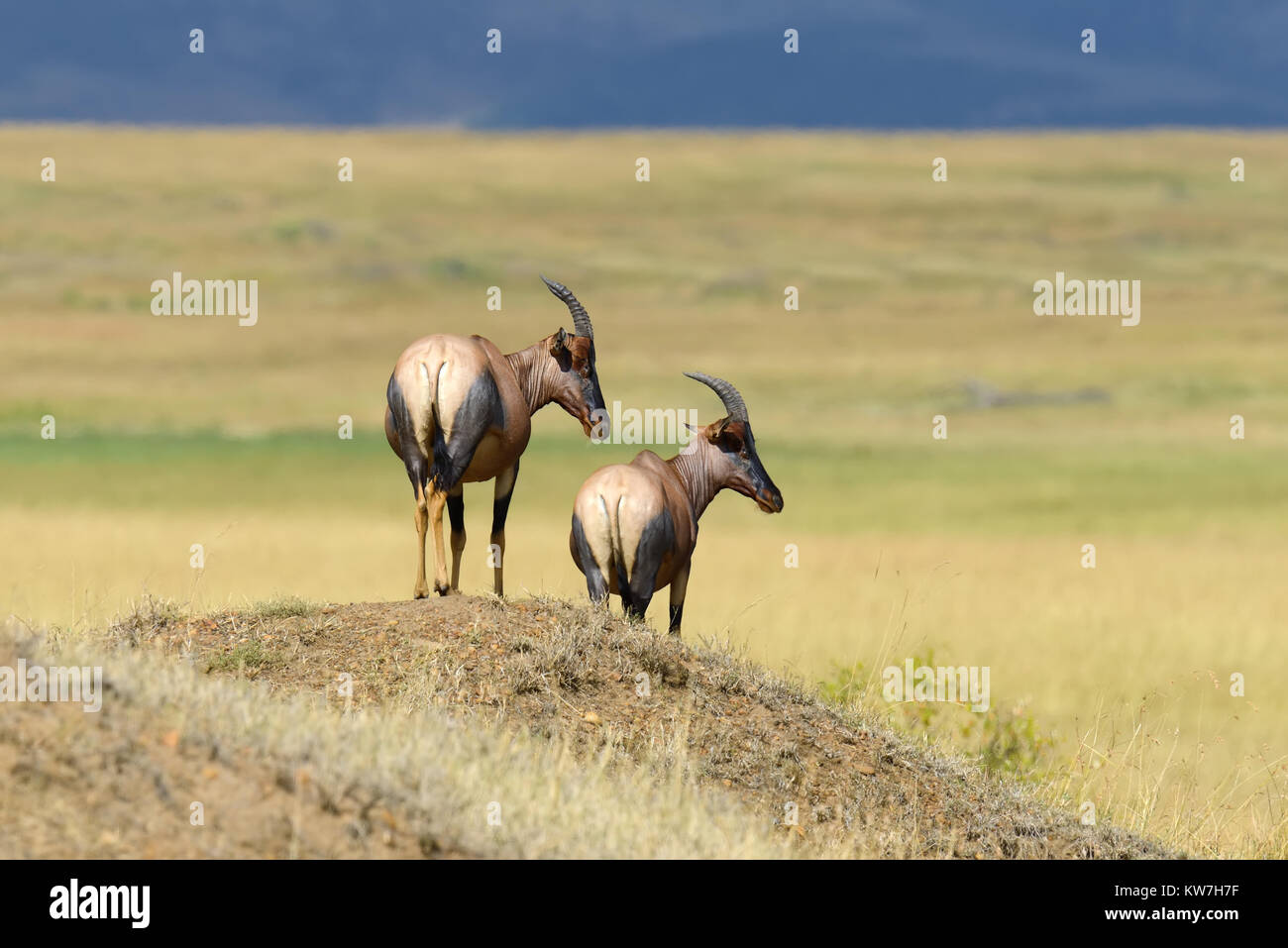 Topi Antelope (Damaliscus lunatus) in Kenya's Masai Mara Reserve Stock ...