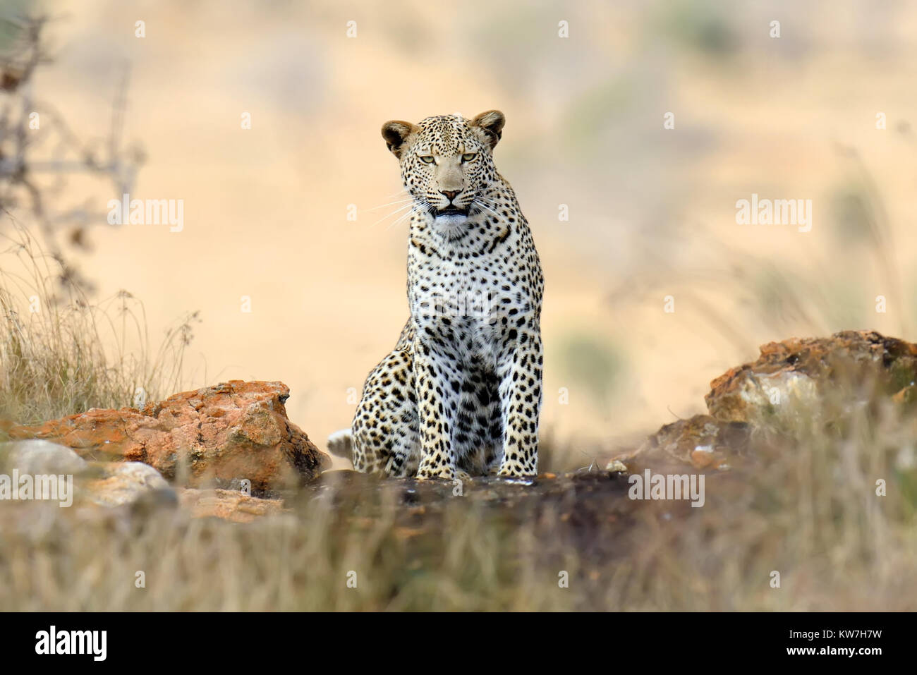 Close-up leopard in National park of Kenya, Africa Stock Photo - Alamy