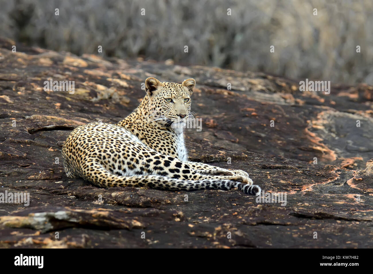 Close-up leopard in National park of Kenya, Africa Stock Photo - Alamy