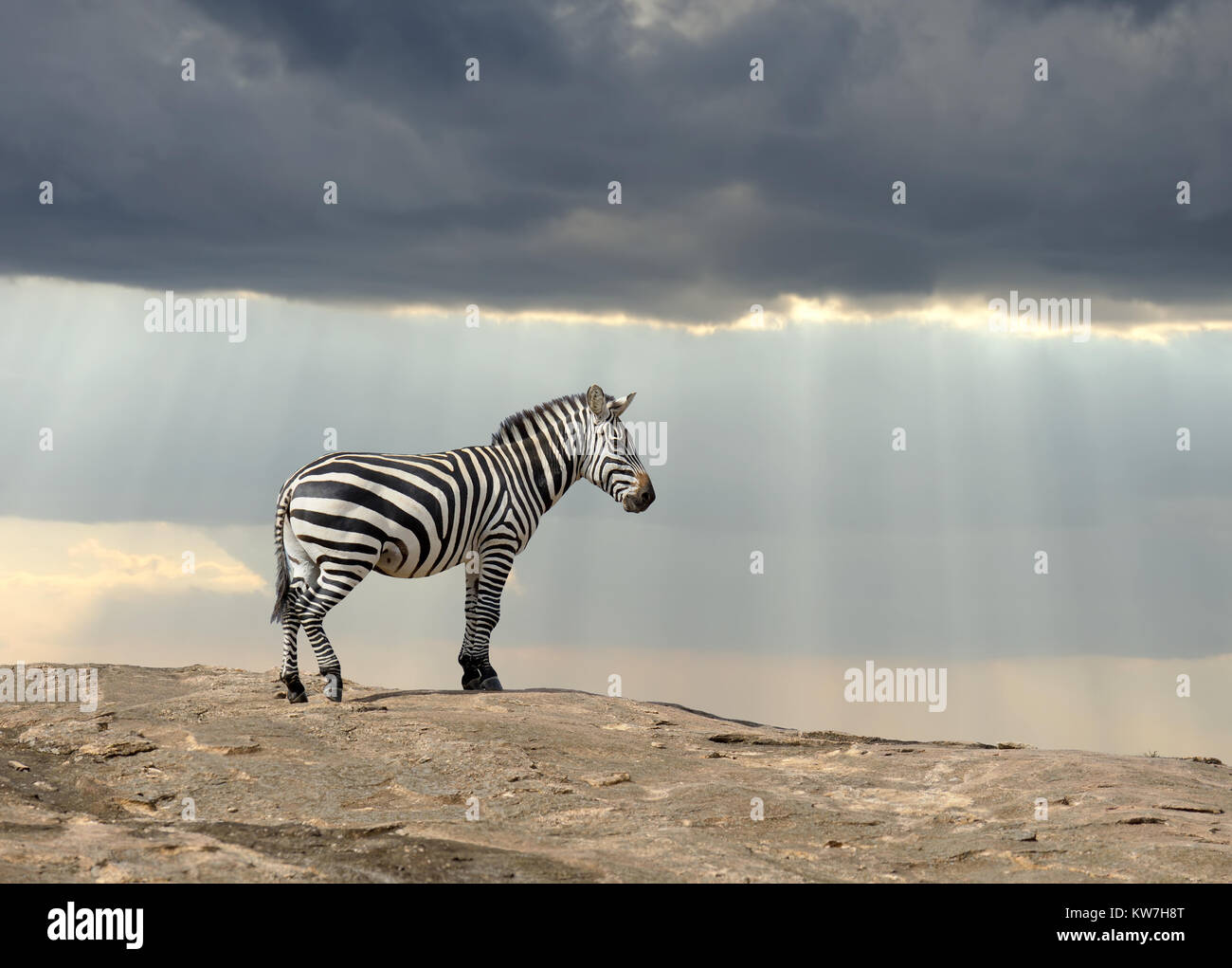 Zebra stone hi-res stock photography and images - Alamy