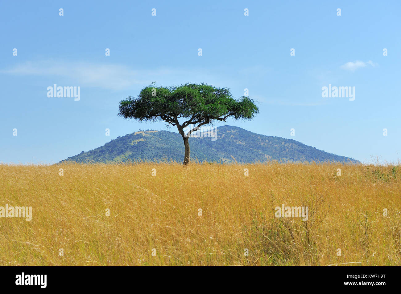 Beautiful landscape with nobody tree in Africa Stock Photo - Alamy