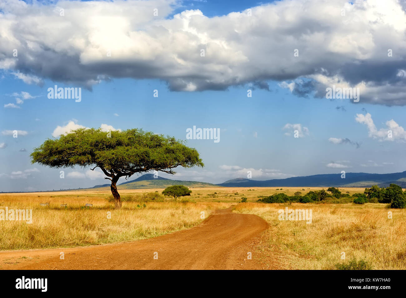 Beautiful landscape with tree in Africa Stock Photo - Alamy