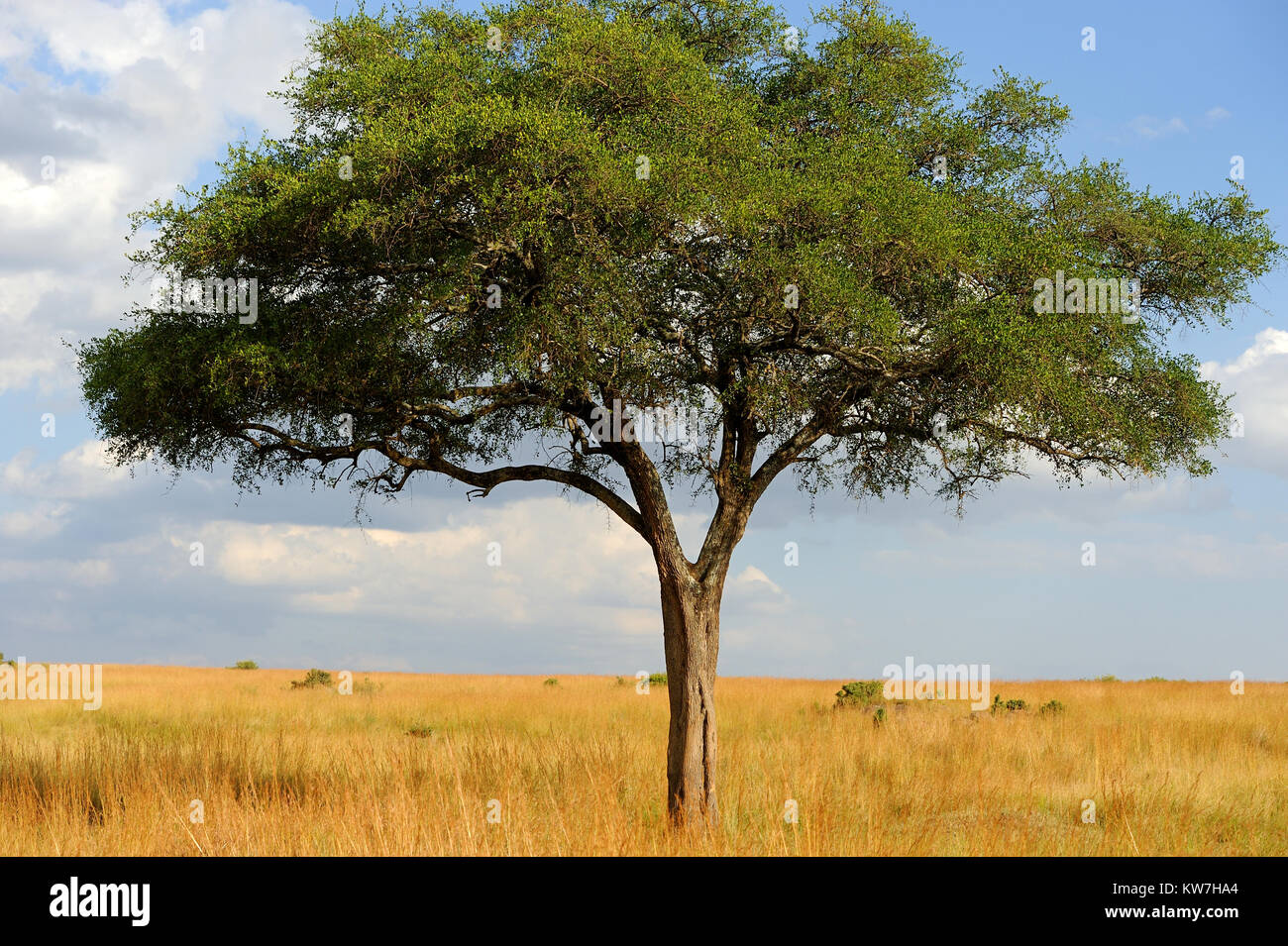 Beautiful landscape with tree in National park of Kenya, Africa Stock ...