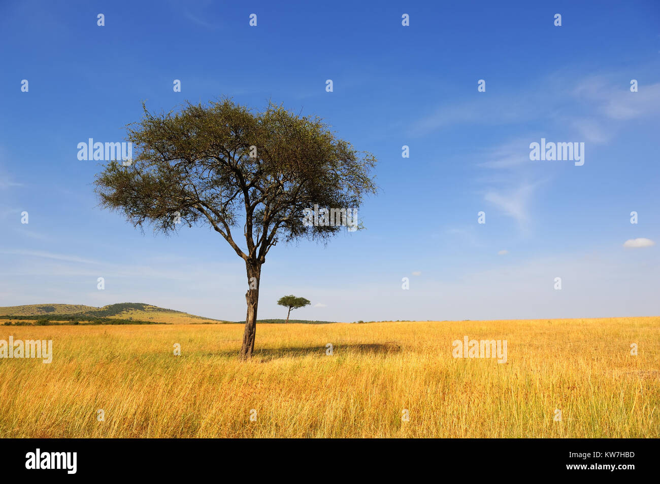 Beautiful landscape with tree in Africa Stock Photo - Alamy
