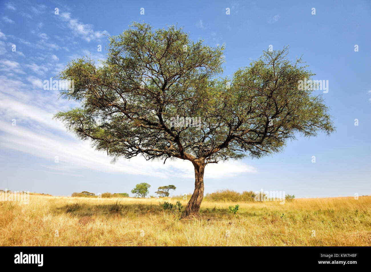 Beautiful landscape with tree in Africa Stock Photo - Alamy