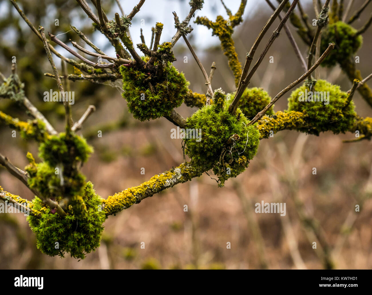 Lichen tree hi-res stock photography and images - Alamy