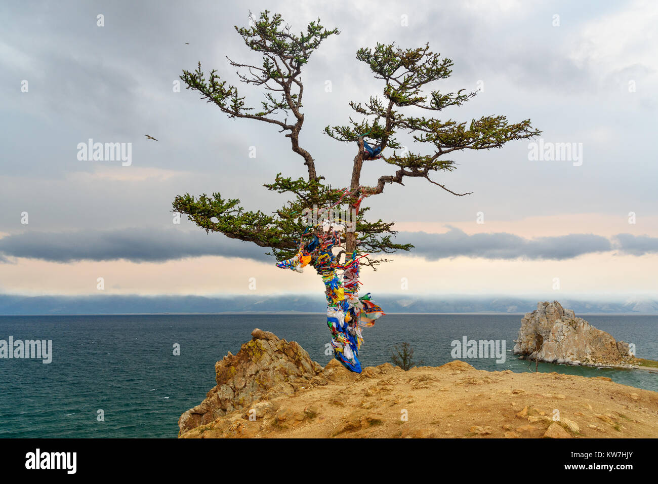 Ritual tree with colorful ribbons Hadak in the overcast. Lake Baikal ...