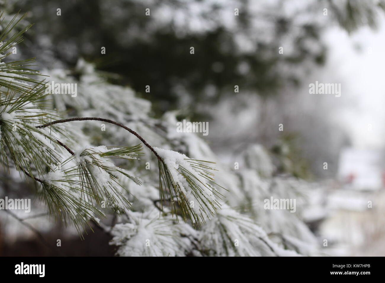 White pine tree michigan hi-res stock photography and images - Alamy