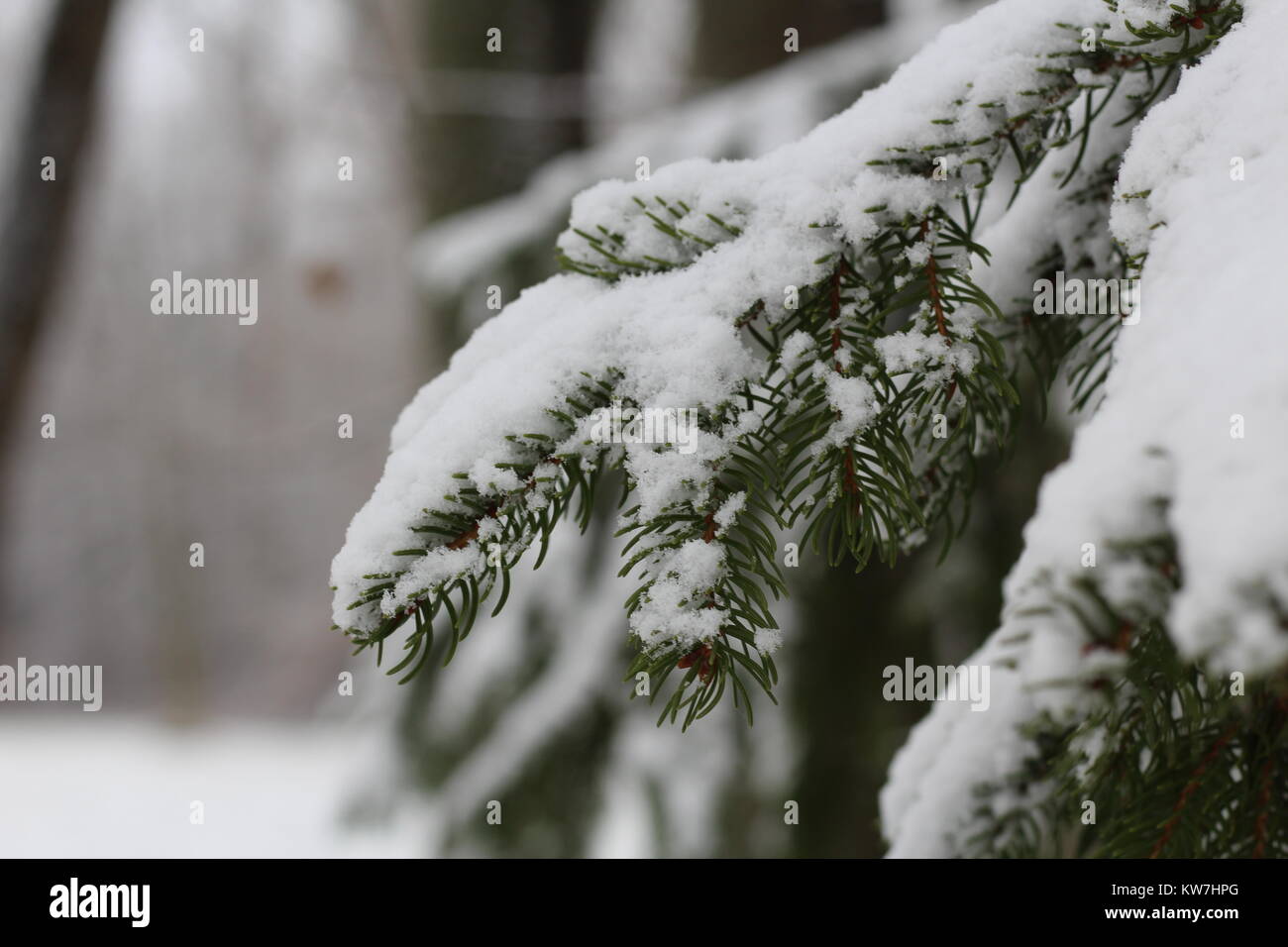 White pine tree michigan hi-res stock photography and images - Alamy
