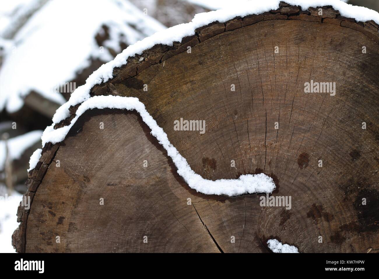 Michigan white pine hi-res stock photography and images - Alamy