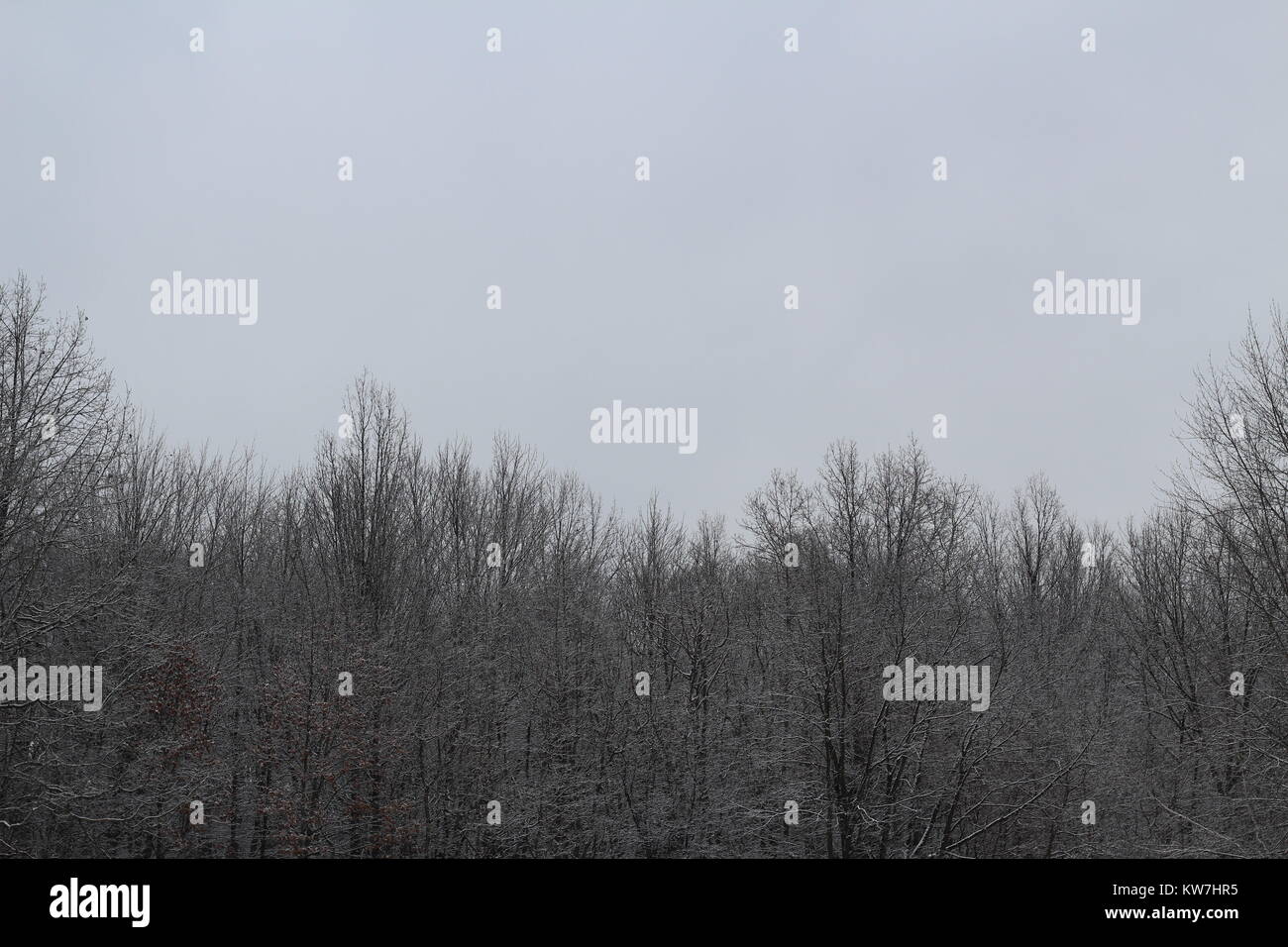 Michigan woods hi-res stock photography and images - Alamy
