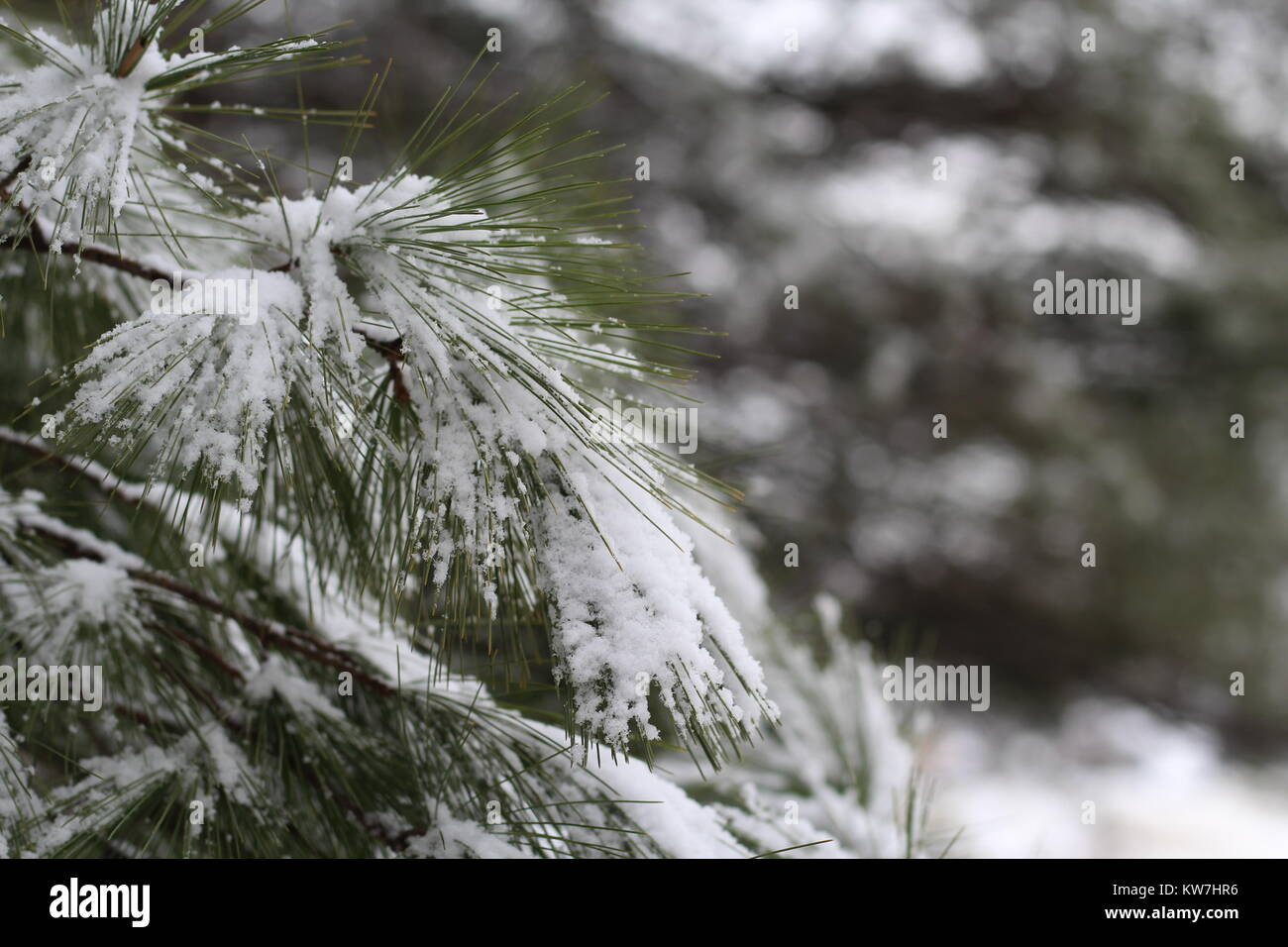 White pine tree michigan hi-res stock photography and images - Alamy