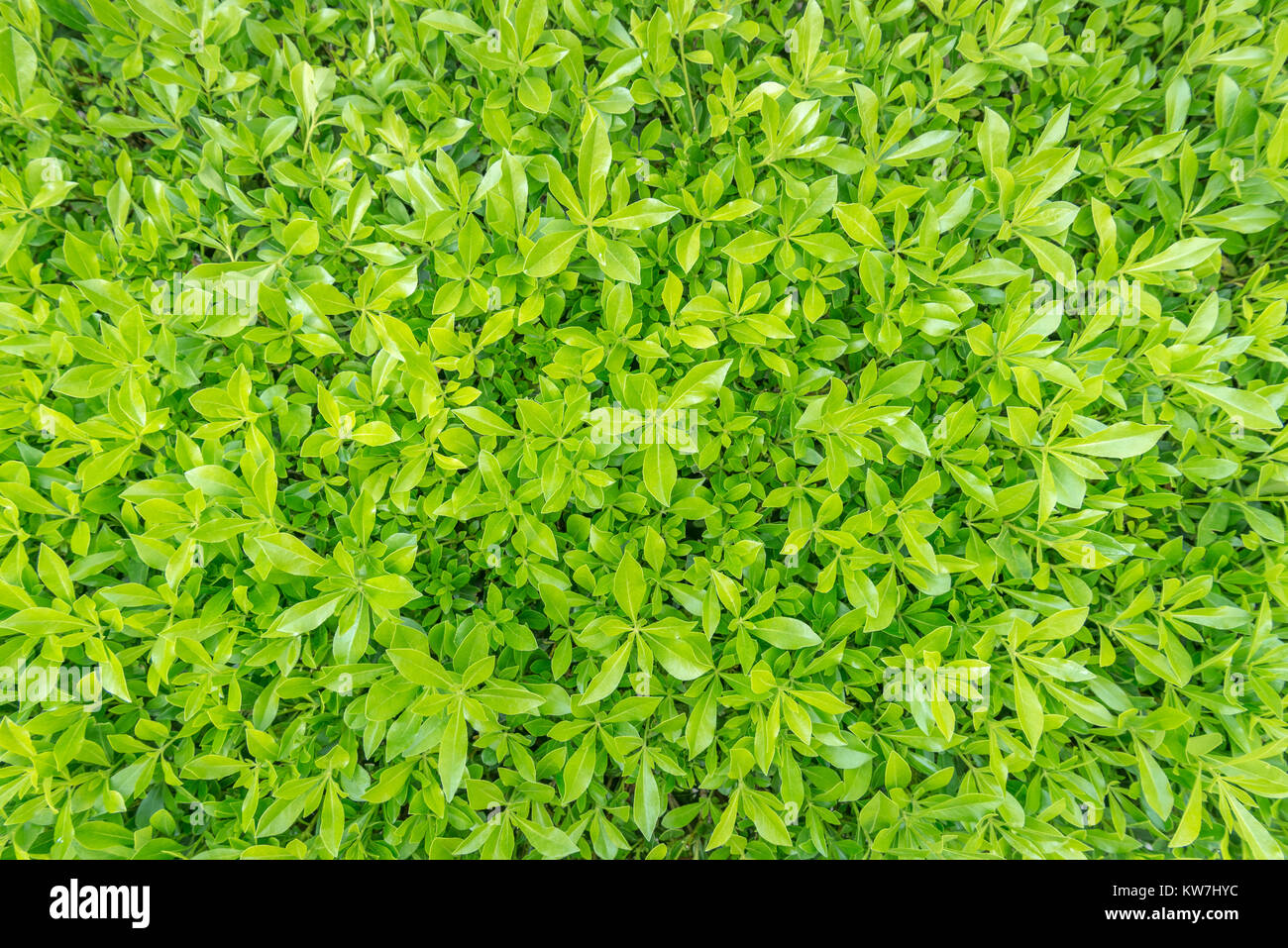 Close-up image of fresh spring green grass. backgrounds Stock Photo - Alamy