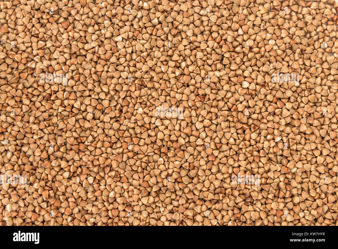 buckwheat. fresh buckwheat. dry buckwheat background. buckwheat texture ...