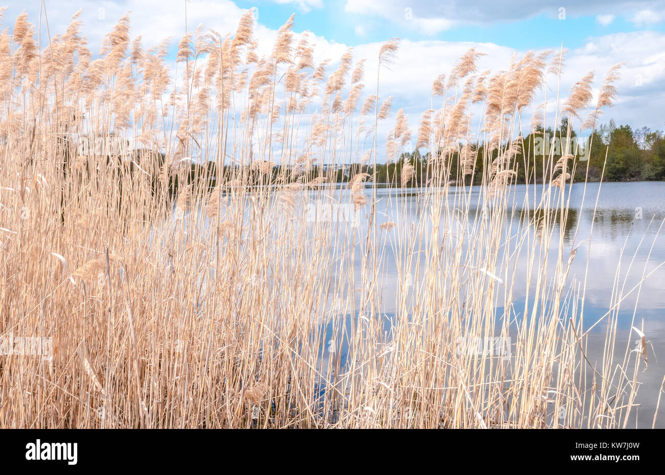 bushes near the river Background Stock Photo - Alamy