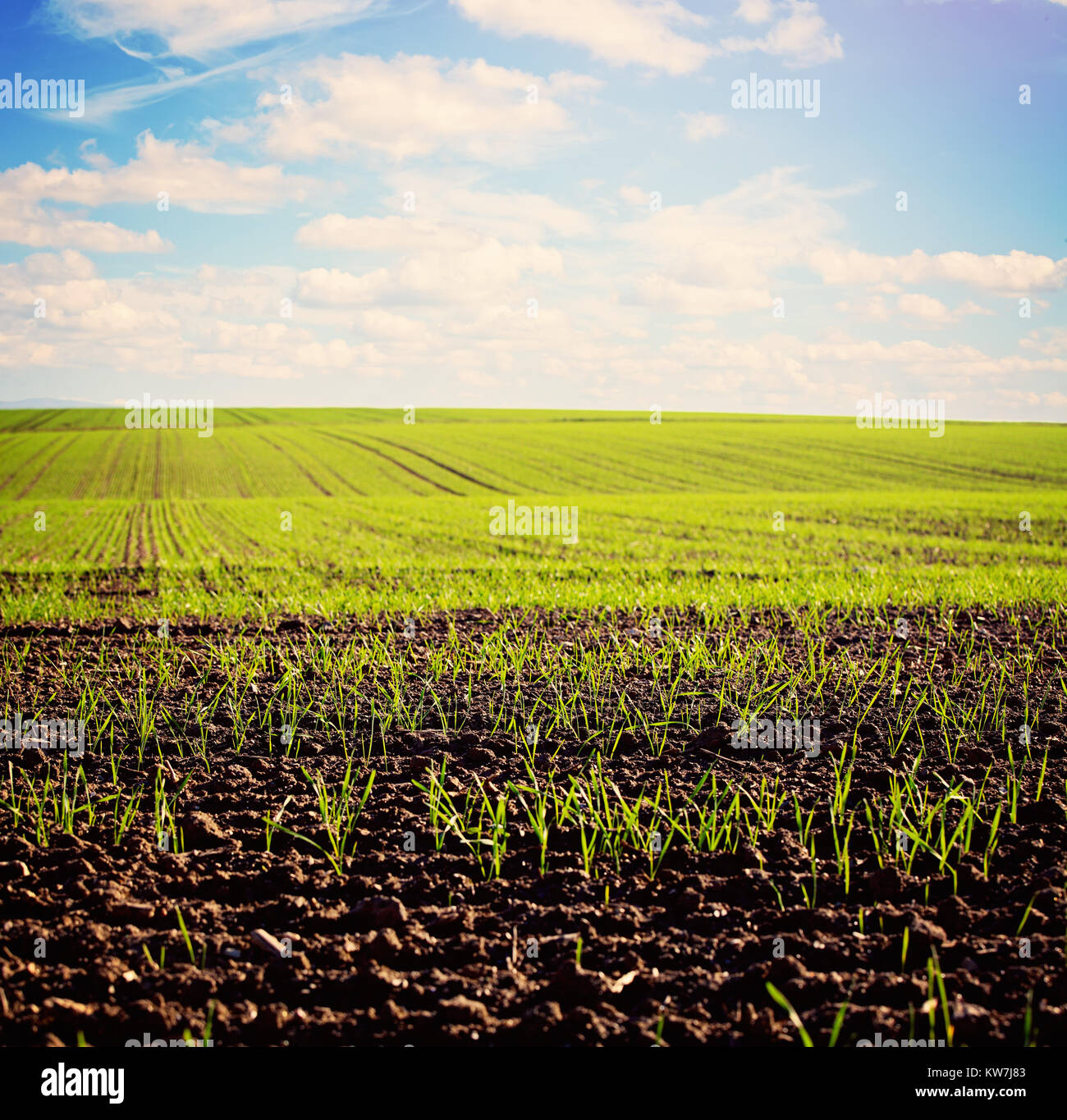 Spring Field and Cloudy Sky. Nature Background Stock Photo - Alamy