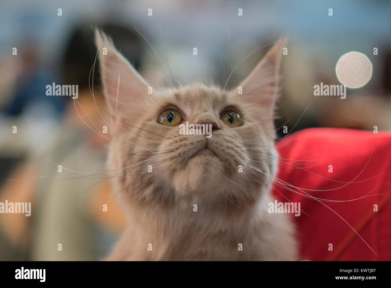 chocolate-colored cat with a begging look, close-up Stock Photo - Alamy