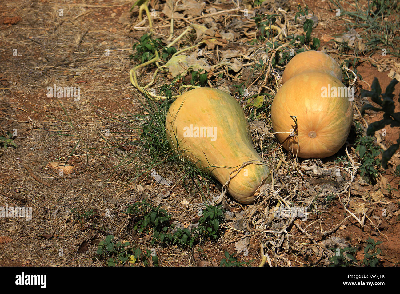 Two ripe pumpkins ready for harvest in a farm Stock Photo - Alamy