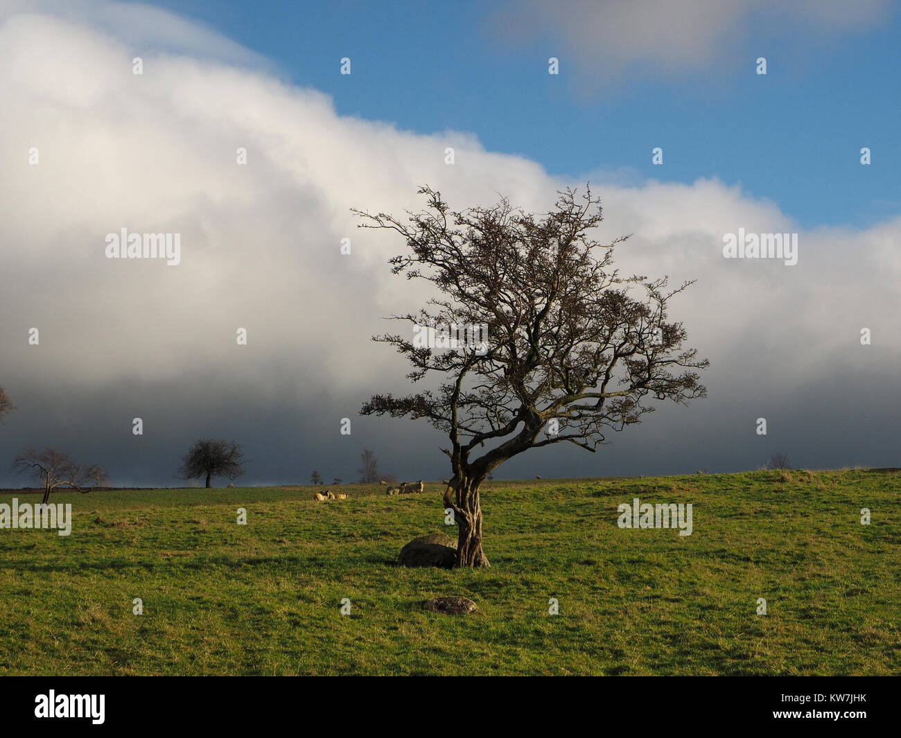 ancient wizened windswept Hawthorn or May tree (Crataegus monogyna) in ...