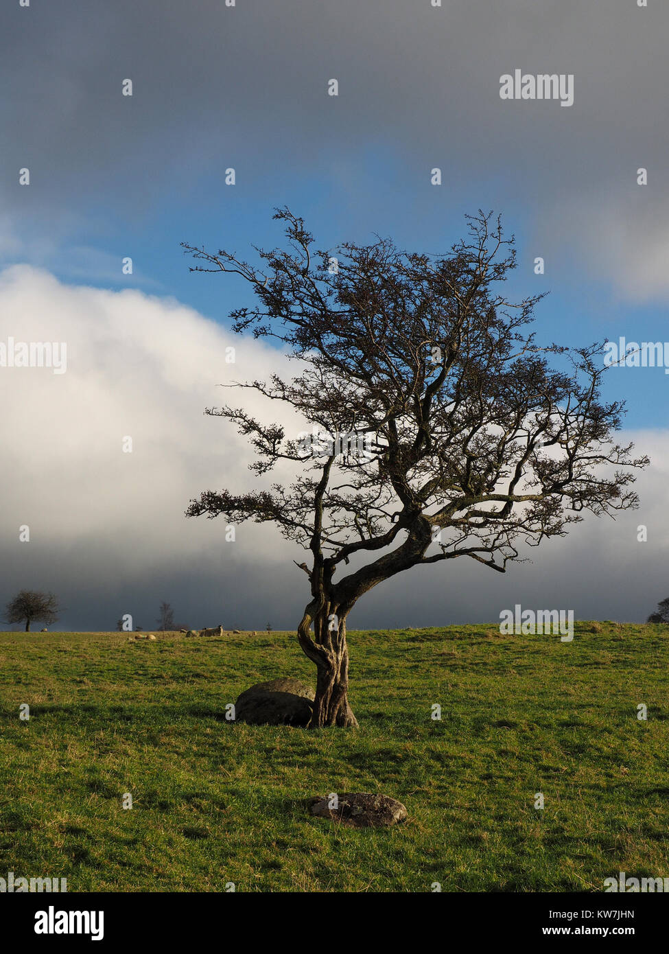 ancient wizened windswept Hawthorn or May tree (Crataegus monogyna) in ...