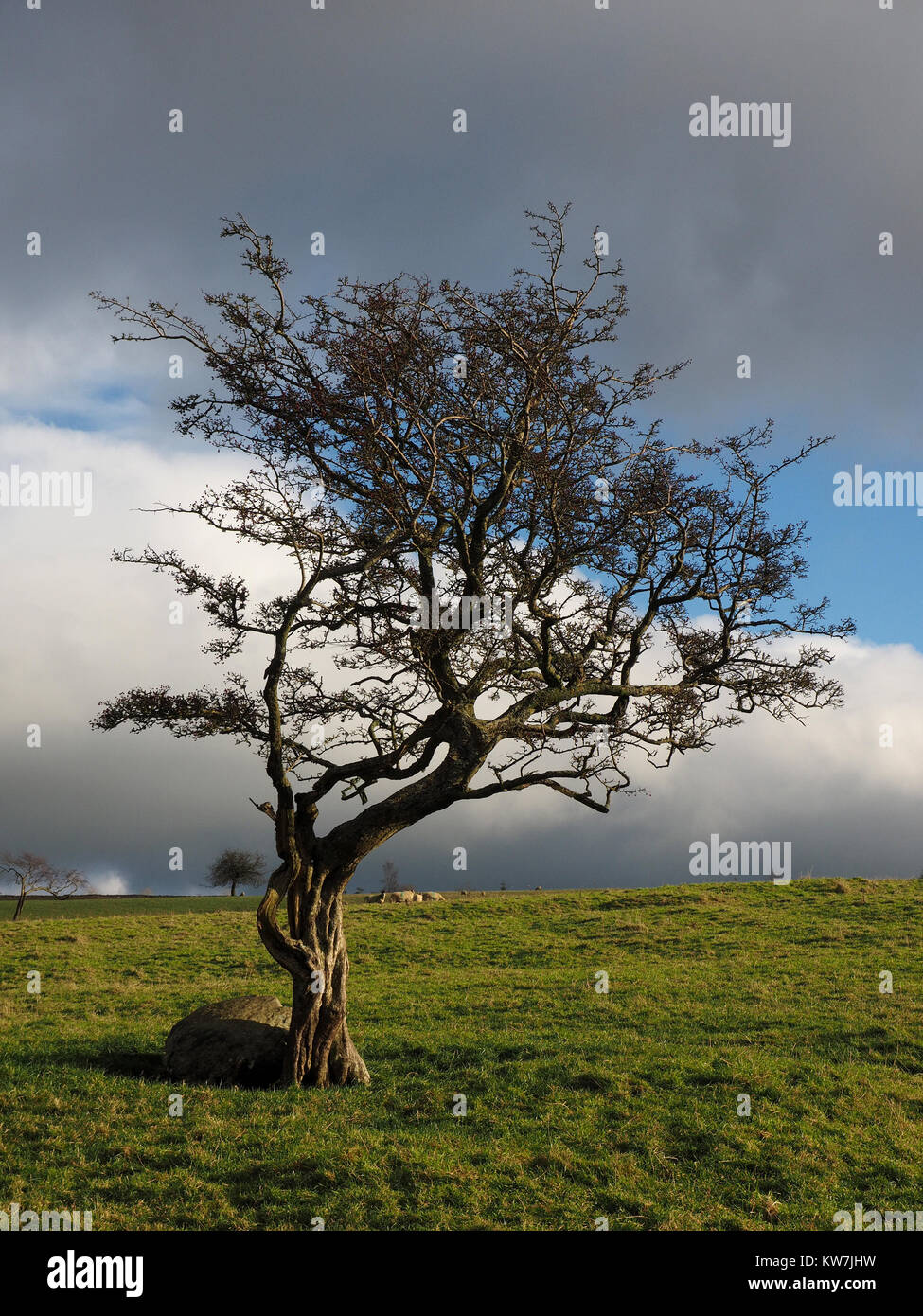 ancient wizened windswept Hawthorn or May tree (Crataegus monogyna) in ...
