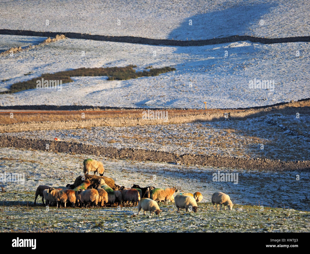 One sheep climbs on top of winter silage feeder to gain an advantage ...