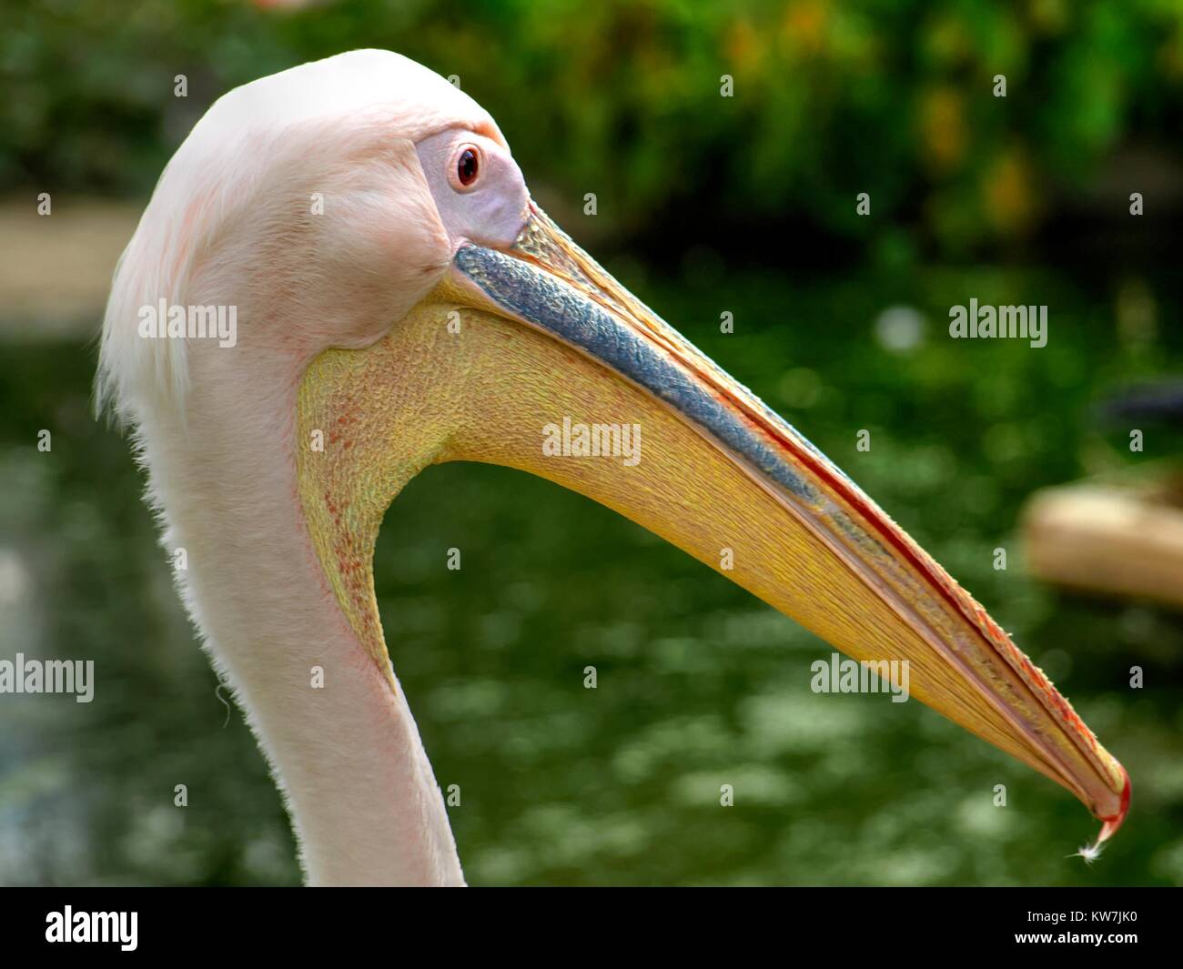 Close up of single pelican head Stock Photo - Alamy