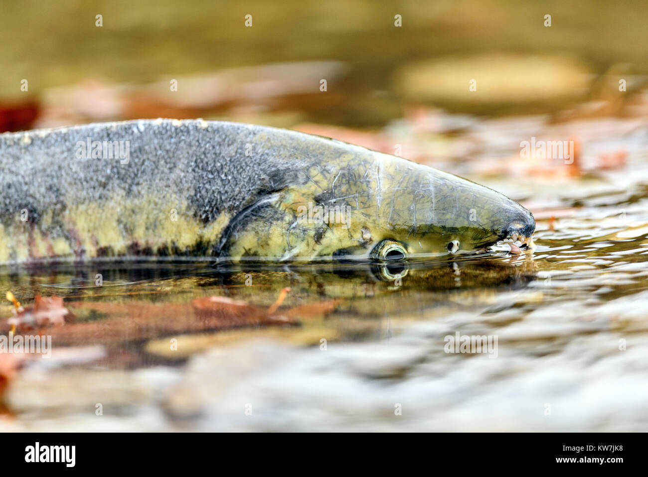 Chehalis river hi-res stock photography and images - Alamy