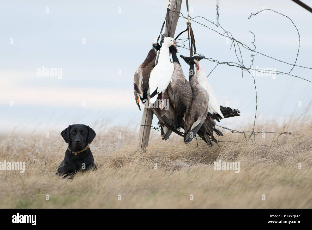Black Lab with geese in North Dakota Stock Photo - Alamy