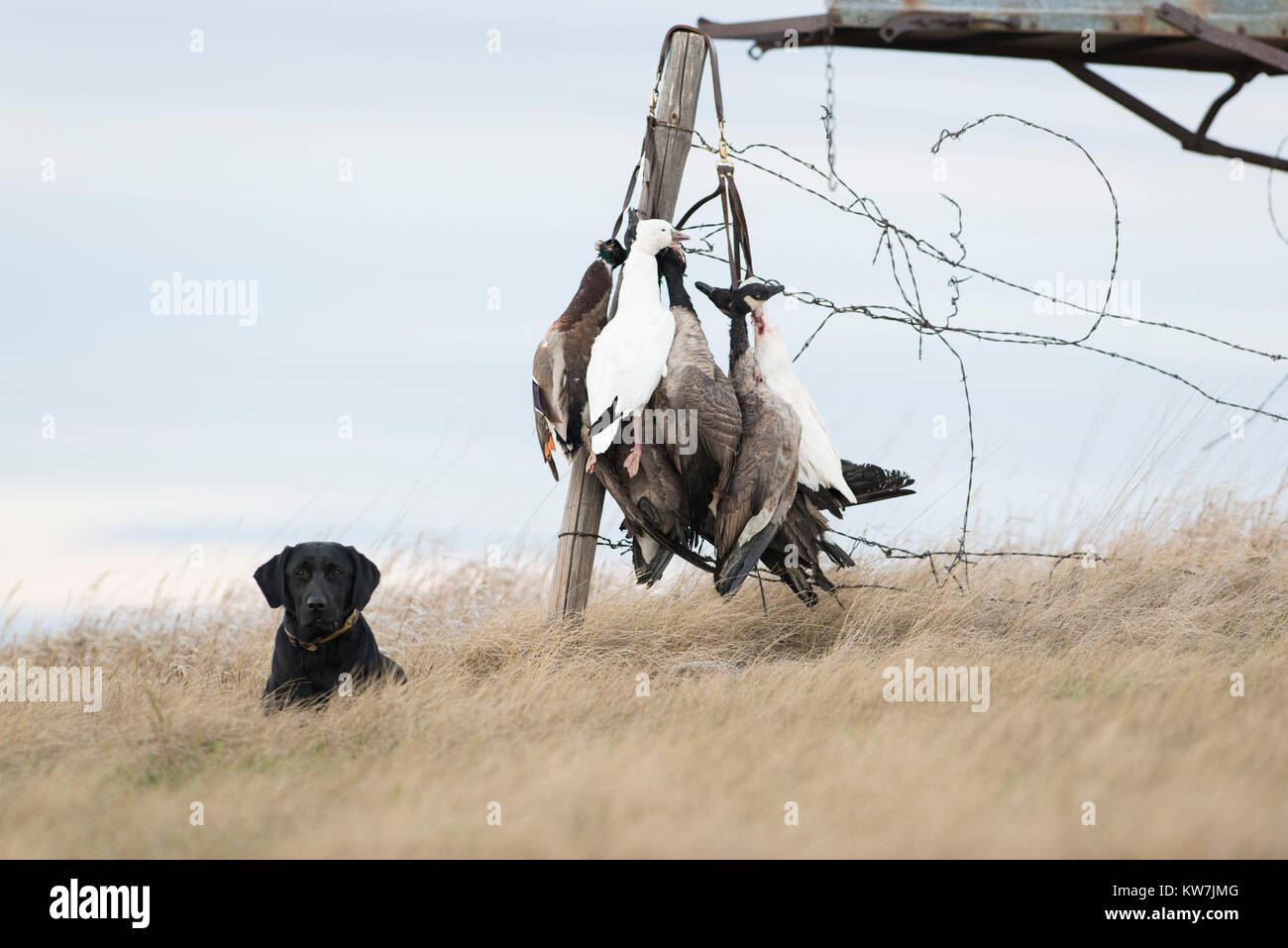 Canada black lab labrador retriever hi-res stock photography and images ...