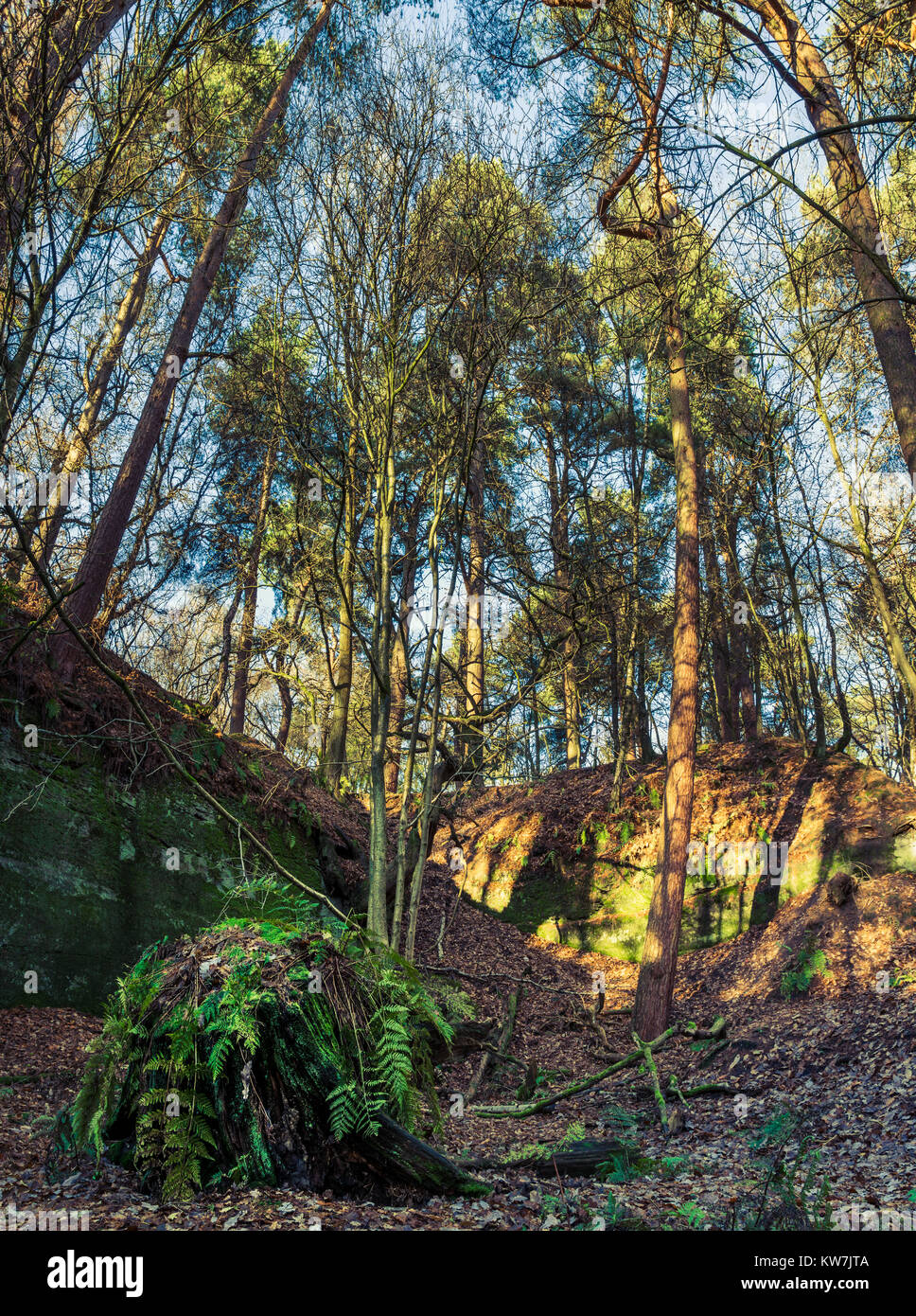 Fern covered stump in the middle of the forest Stock Photo - Alamy