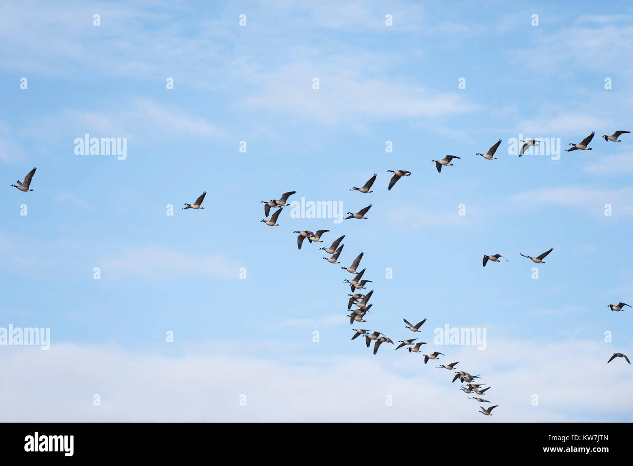 Flight panic hi-res stock photography and images - Alamy